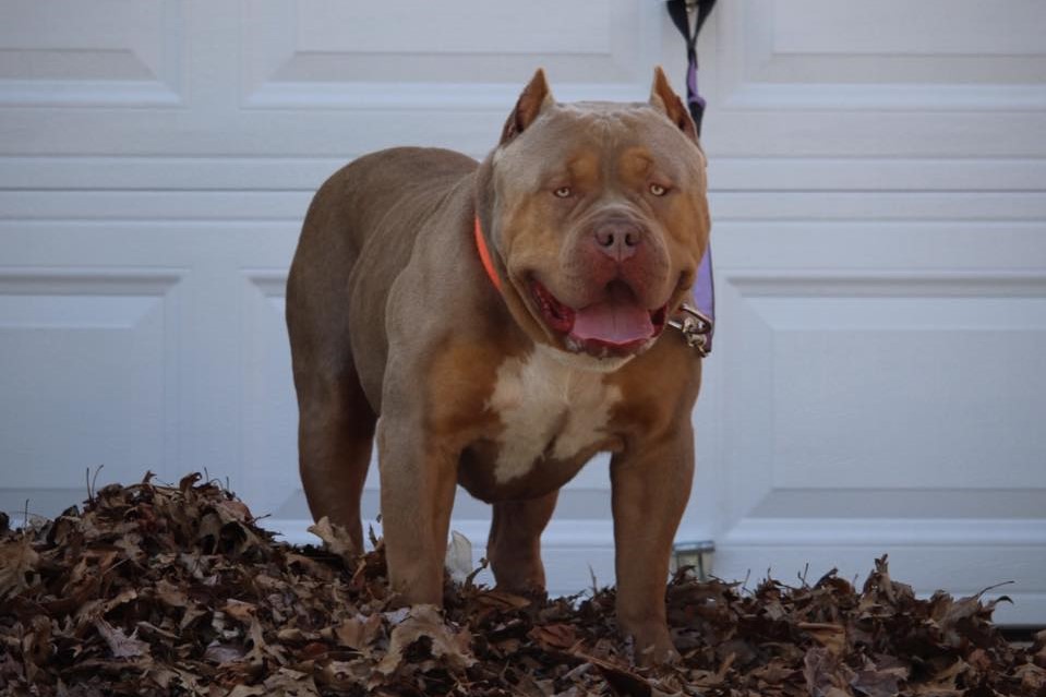 Breedings – BlueBerry American Bully Kennels
